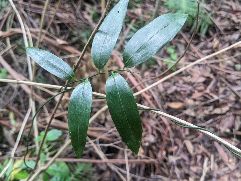 Climbing Lily from Bonville NSW 2450, Australia on November 25, 2023 at 10:17 AM by Nathanael ...