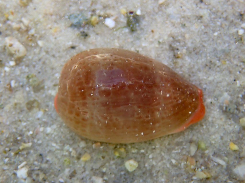 Austrocypraea reevei in December 2023 by k_freemantle · iNaturalist