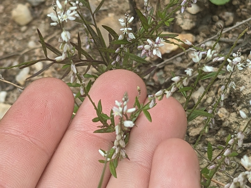milkwort from Bonville NSW 2450, Australia on November 25, 2023 at 10:20 AM by Nathanael Green ...
