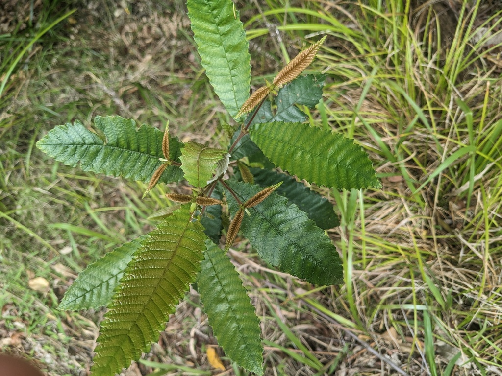 Callicoma from Bonville NSW 2450, Australia on November 25, 2023 at 10:21 AM by Nathanael Green ...