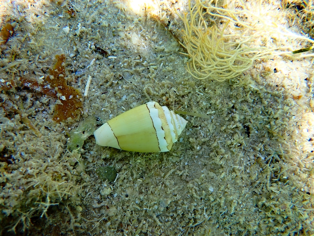 Pontificial Cone in December 2023 by k_freemantle · iNaturalist