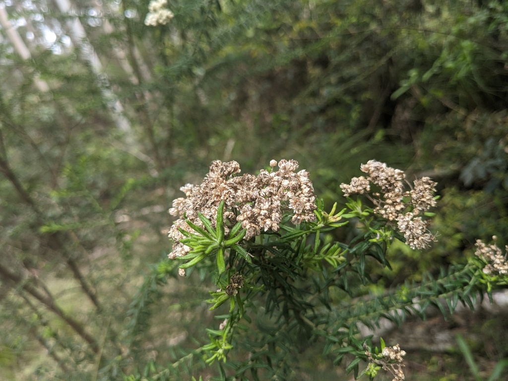 Sago Flower from Bonville NSW 2450, Australia on November 25, 2023 at 10:21 AM by Nathanael ...