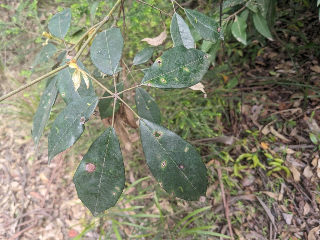 Five-Leaved Water Vine from Bonville NSW 2450, Australia on November 25, 2023 at 10:21 AM by ...