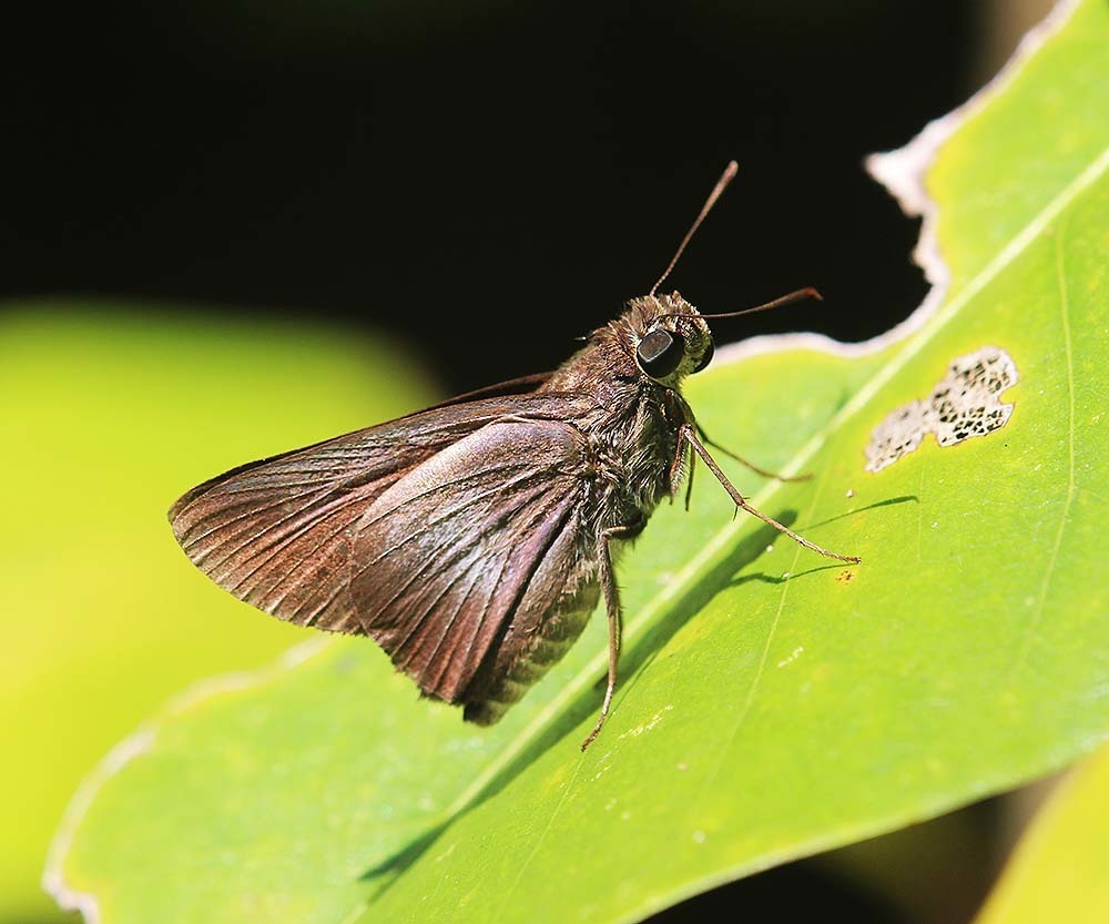 Purple Swift from Mae Nam, Ko Samui District, Surat Thani, Thailand on ...