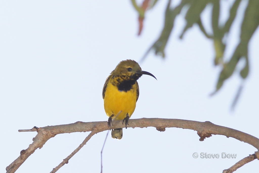 Sahul Sunbird from Wunjunga QLD 4806, Australia on July 19, 2023 at 08: ...