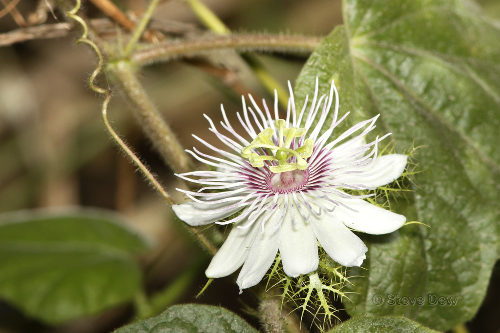 Passiflora vesicaria from Wunjunga QLD 4806, Australia on July 19, 2023 ...