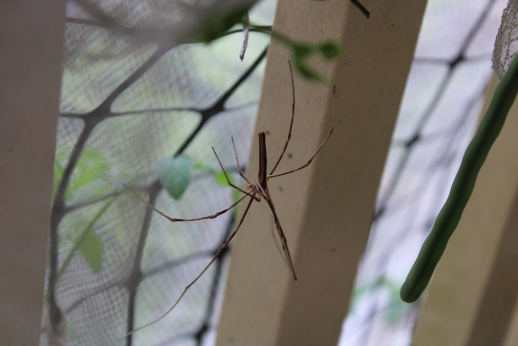 Rufous Net-casting Spider from Smiths Lake NSW 2428, Australia on ...