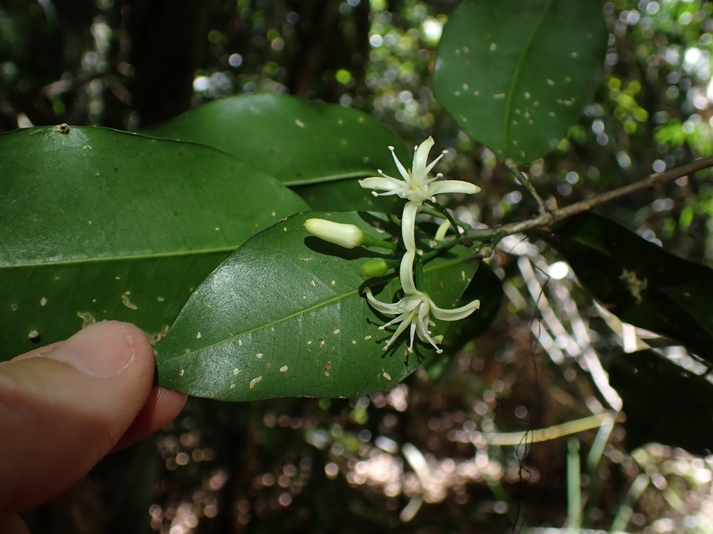 Acronychia in December 2023 by Michelle Colpus. Long slender woody ...