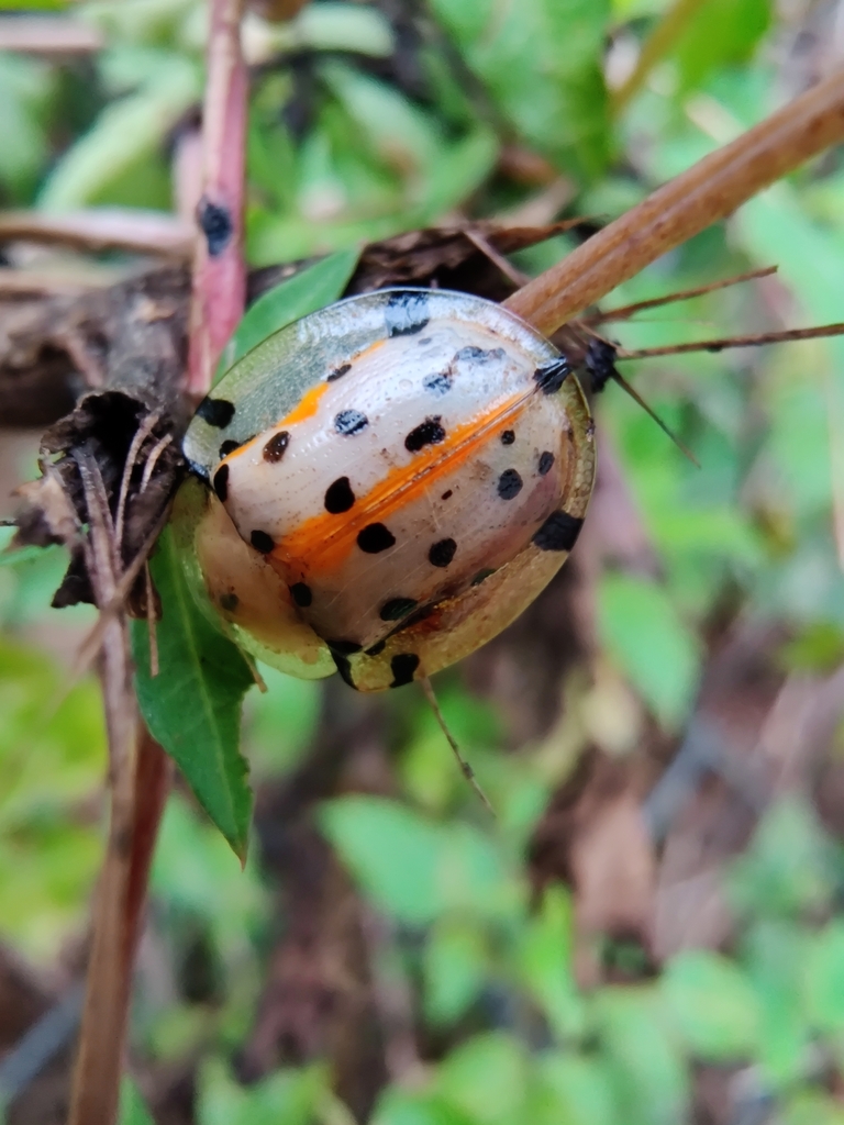 Asian Spotted Tortoise Beetle from Nantou, TW-TA, TW on December 6 ...