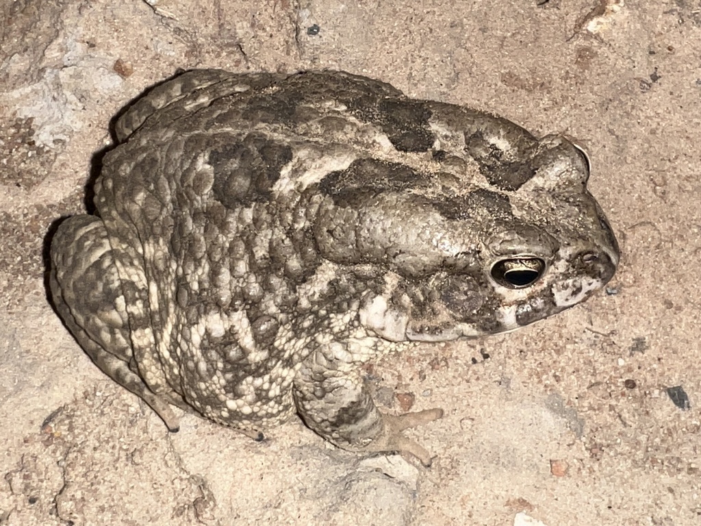 Egyptian Toad in December 2023 by Luke Smith · iNaturalist