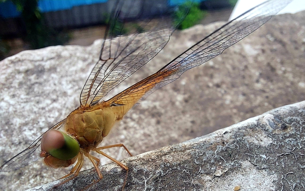 Twister from Chennai, IN-AP, IN on December 4, 2023 at 03:52 PM by ...