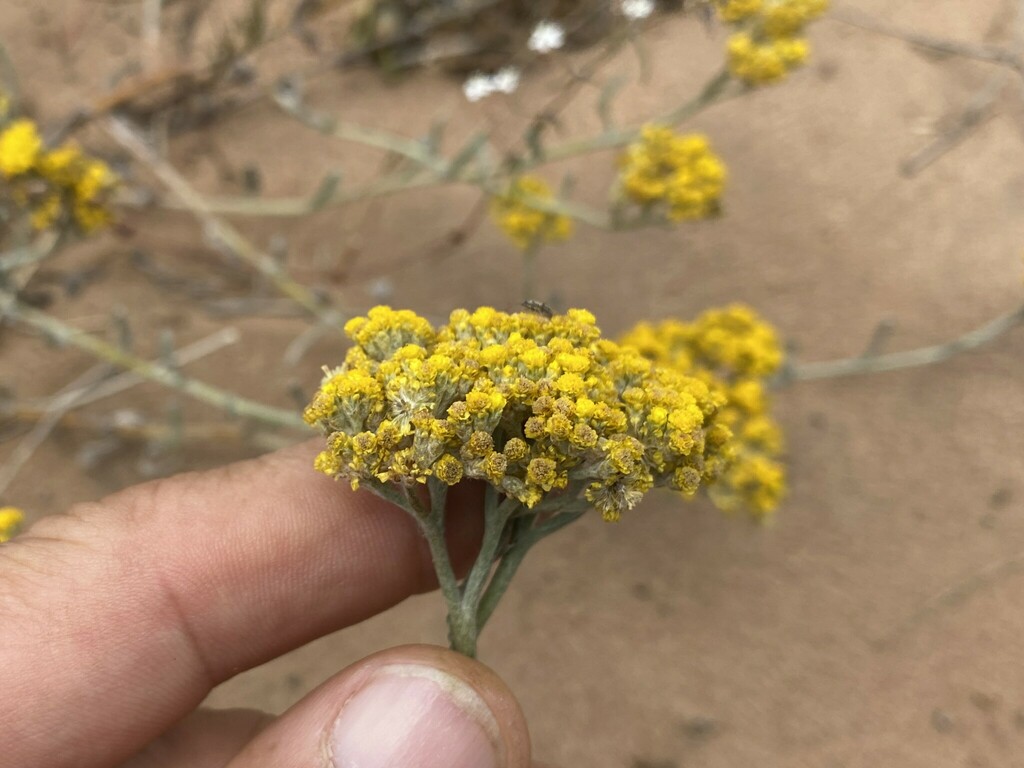 Kooigoed Everlasting from Garden Route District Municipality, South ...