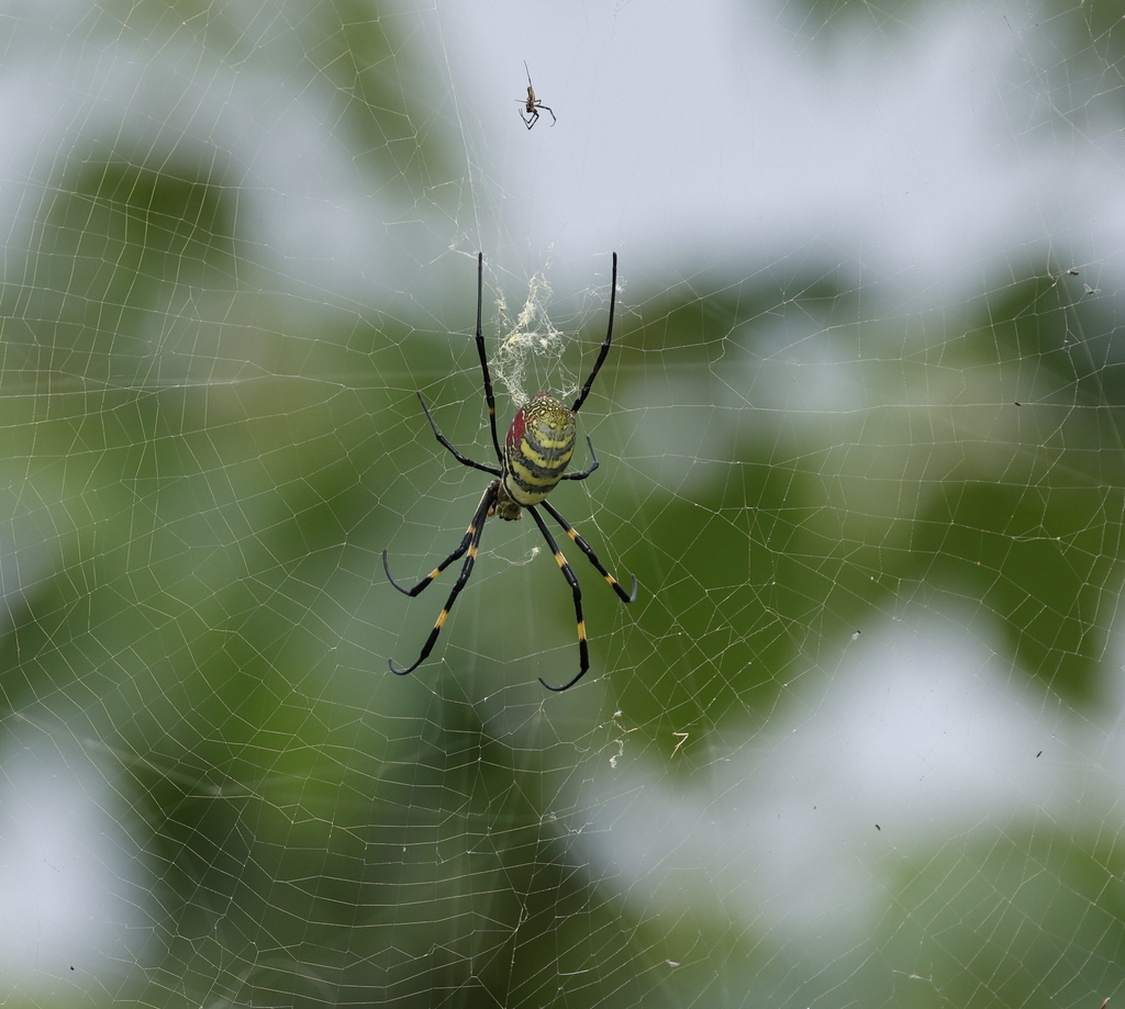 Araneoid Spiders from Yujing District, Tainan City, Taiwan 714 on ...