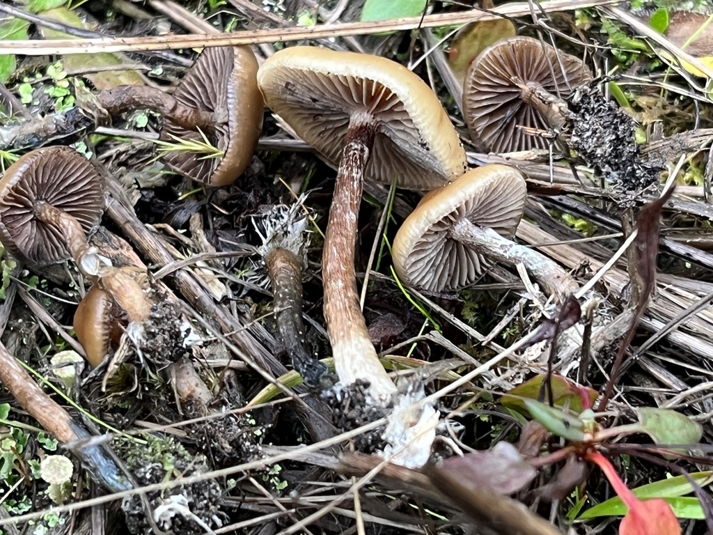 Psilocybe azurescens in December 2023 by leahparr · iNaturalist