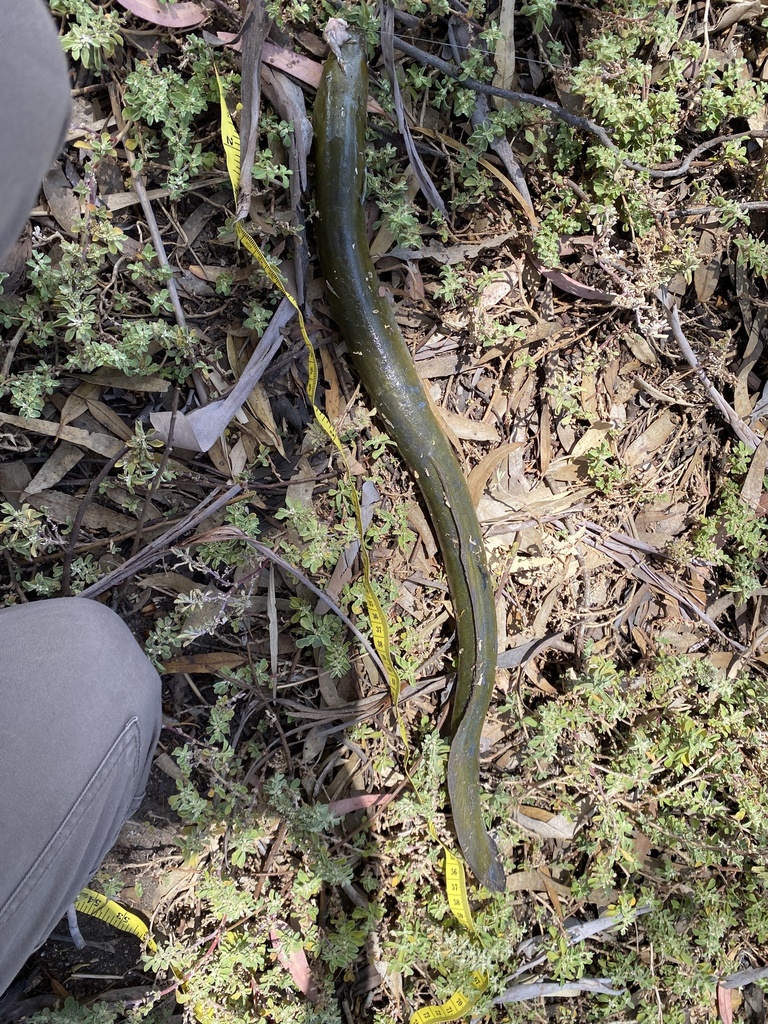 Short-finned Eel from Station Lake Rd, Lara, VIC, AU on November 11 ...