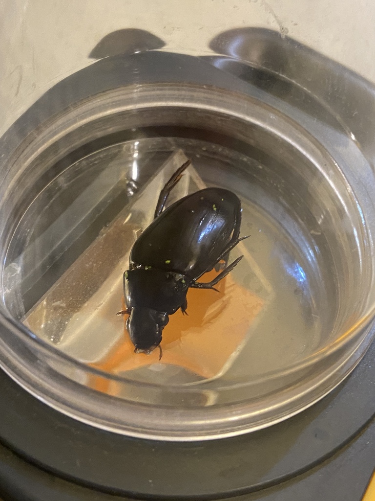 Giant Water Scavenger Beetles from N Benton Center Rd, Benton Harbor ...