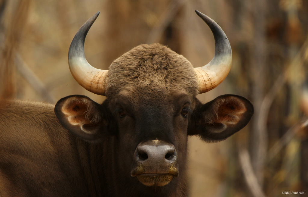 Gaur in March 2019 by Nikhil Vilas Jambhale · iNaturalist