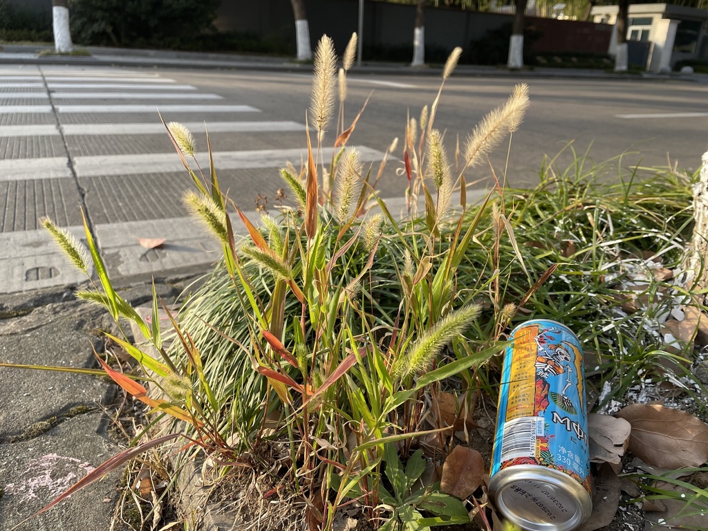 foxtails and bristlegrasses in December 2023 by Pintsen JIN · iNaturalist