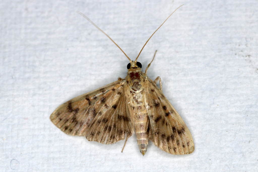 Yellow Peach Moth from Sydney NSW, Australia on December 5, 2023 at 06: ...