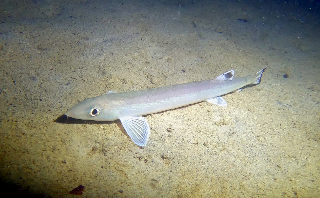 Beaked Salmon from Ammunition Jetty on December 5, 2023 by ...