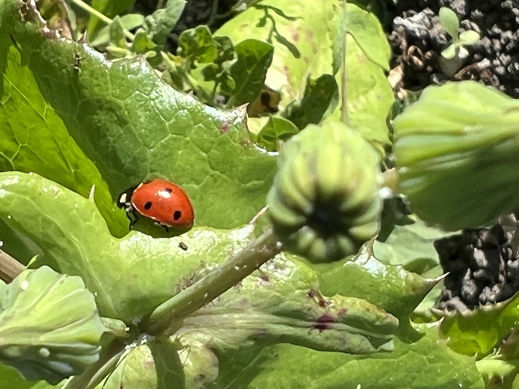 Seven-spotted Lady Beetle in October 2022 by stellifera · iNaturalist