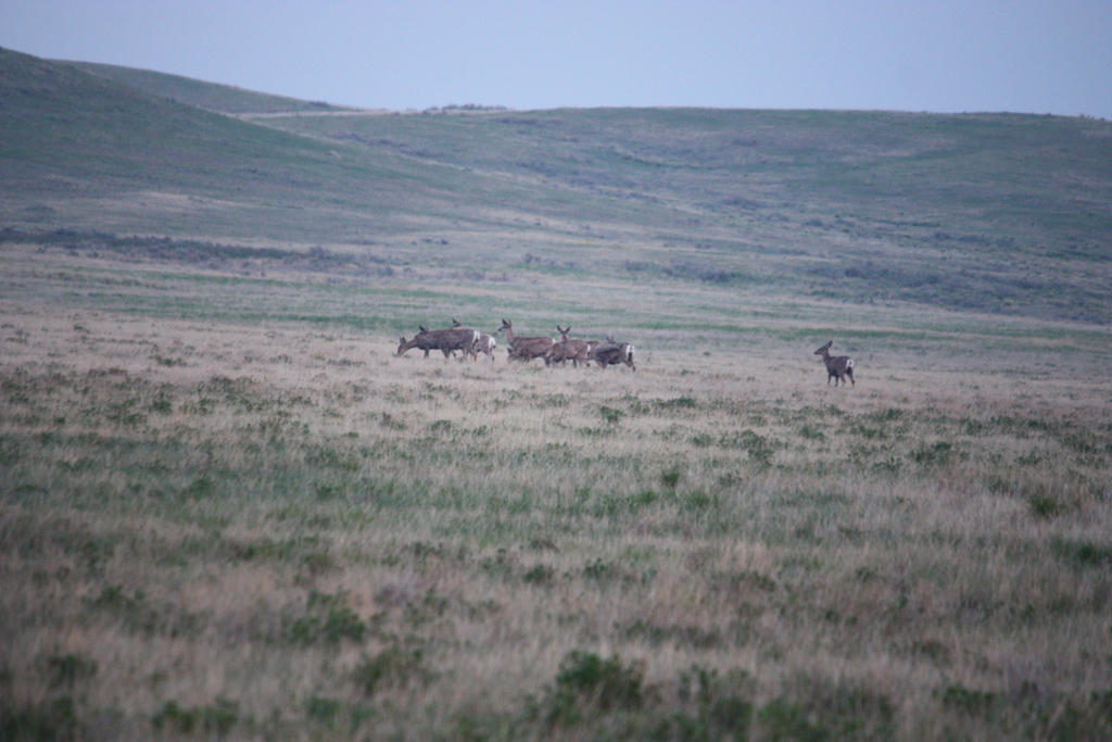 Mule Deer from Val Marie No. 17, SK S0N, Canada on May 21, 2023 at 09: ...