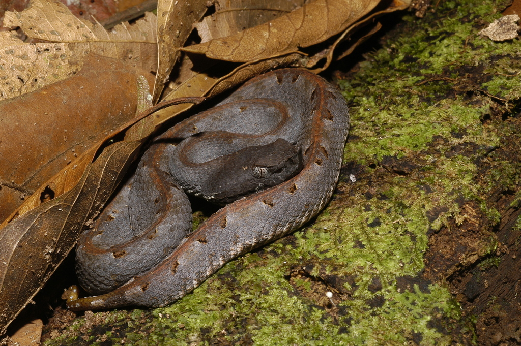 Nauyaca nariz de cerdo narigona (Guía de Serpientes en Honduras ...