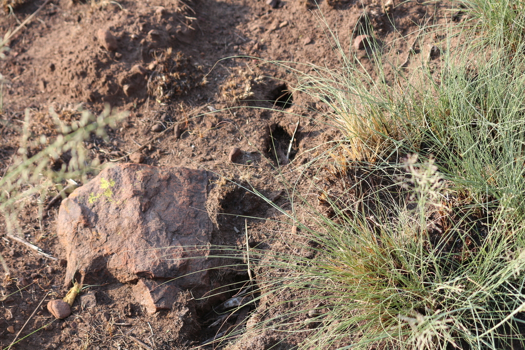 Southern African Golden Moles from Carletonville, 2499, South Africa on ...