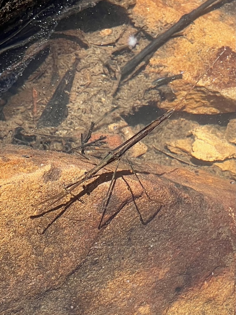 Needle Bug from Budderoo National Park, Robertson, NSW, AU on December ...