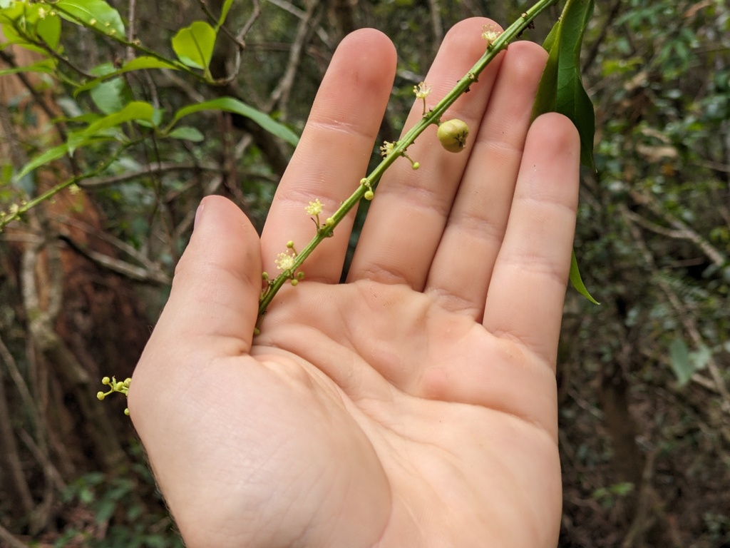 Green Native Cascarilla from Bonville NSW 2450, Australia on November 25, 2023 at 10:25 AM by ...