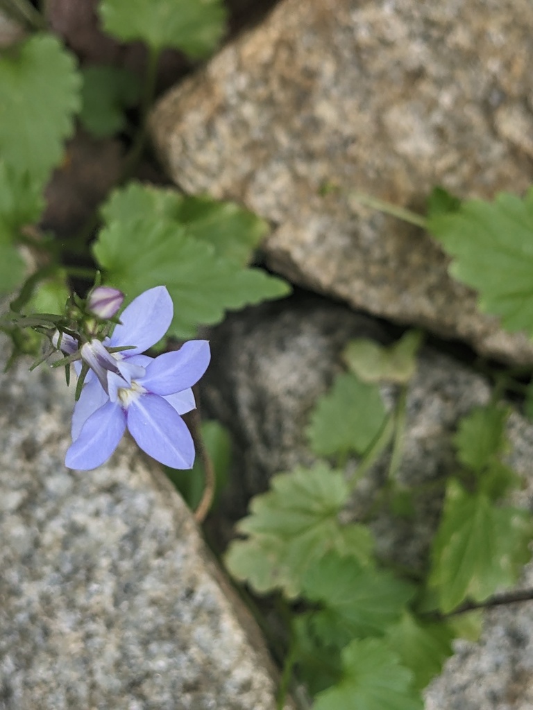 forest lobelia from Bonville NSW 2450, Australia on November 25, 2023 at 10:26 AM by Nathanael ...