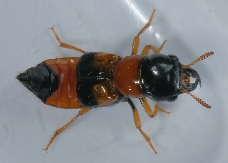 Red Rove Beetle from Lindhorst, Deutschland on May 26, 2023 at 06:52 PM ...