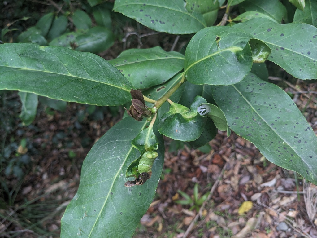 dicots from Bonville NSW 2450, Australia on November 25, 2023 at 10:27 AM by Nathanael Green ...