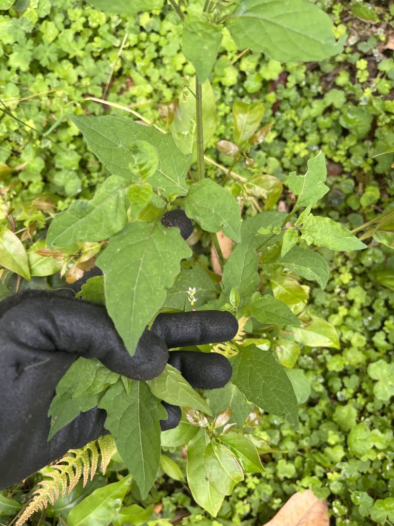 nightshades from Eastern Rd, Turramurra, NSW, AU on December 4, 2023 at ...