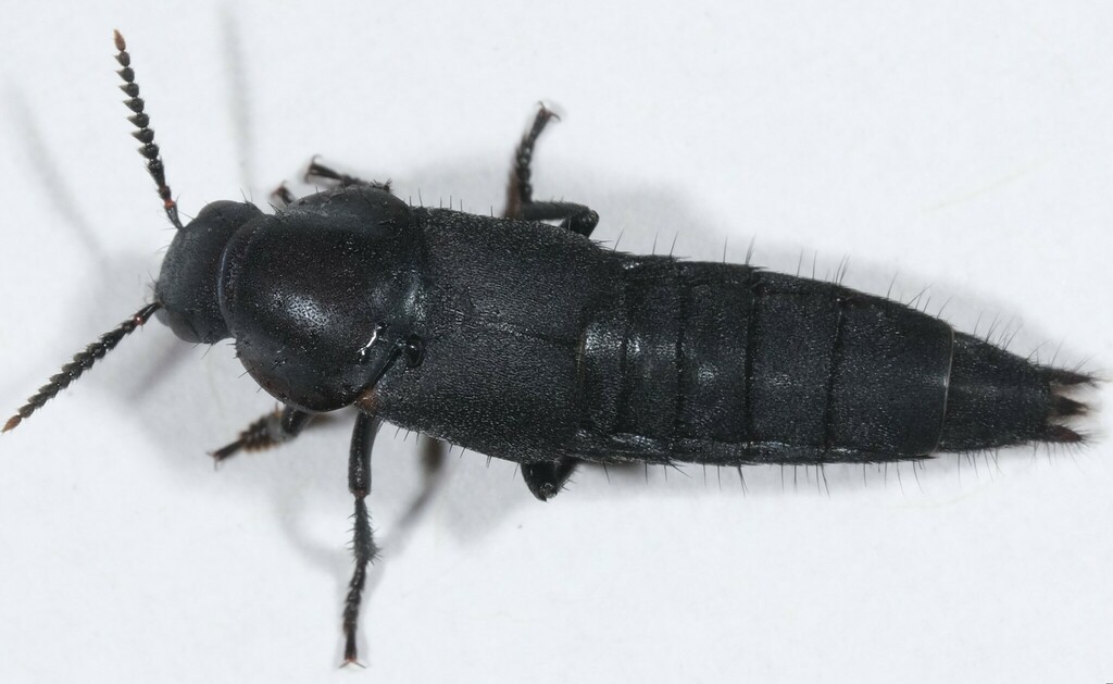 Hornet Rove-beetle from Lindhorst, Deutschland on August 13, 2023 at 11 ...