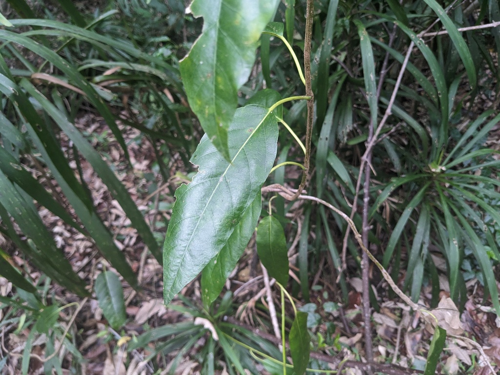 Common Silkpod from Bonville NSW 2450, Australia on November 25, 2023 at 10:28 AM by Nathanael ...