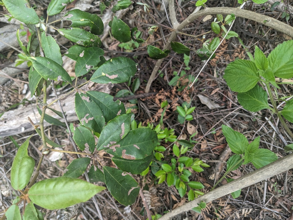 Five-Leaved Water Vine from Bonville NSW 2450, Australia on November 25, 2023 at 10:33 AM by ...
