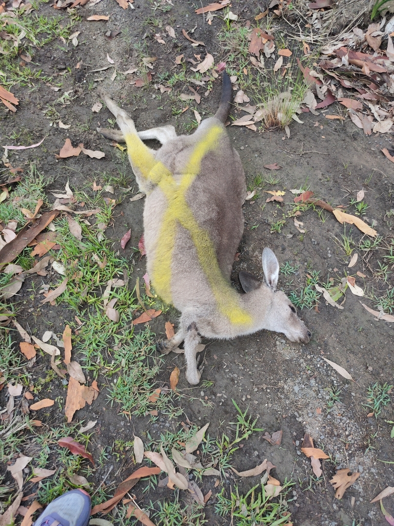 Eastern Grey Kangaroo from Kioloa NSW 2539, Australia on December 6 ...