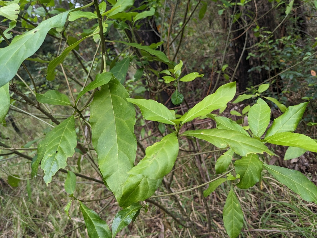 Claoxylon australe from Bonville NSW 2450, Australia on November 25, 2023 at 10:37 AM by ...