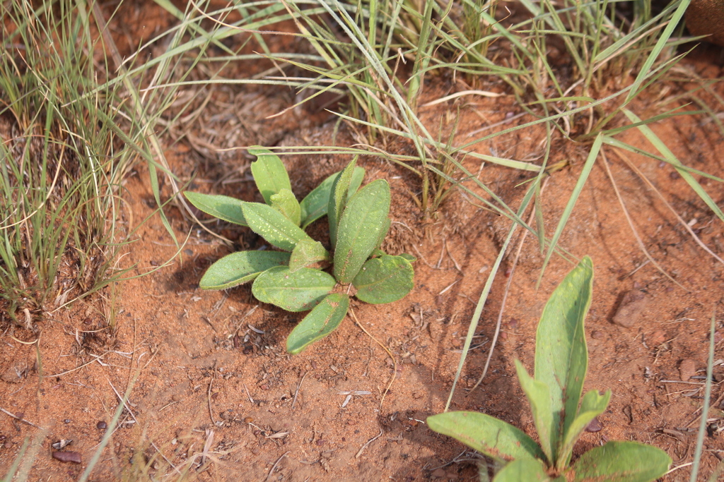 gifblaar from Carletonville, 2499, South Africa on December 6, 2023 at ...