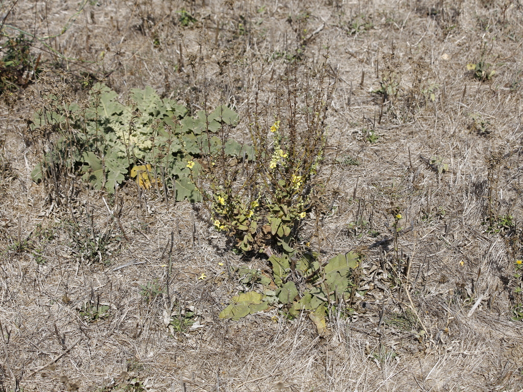 wavyleaf mullein from Cabras, Oristano, Italia on September 25, 2023 at ...