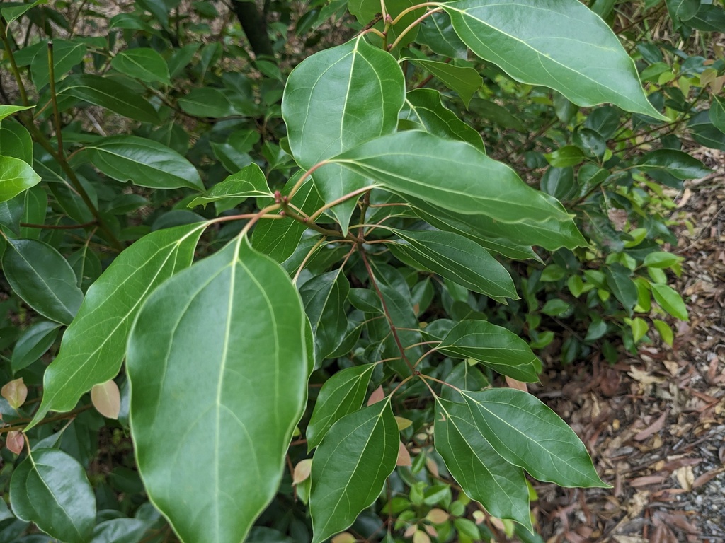 Camphor Tree from Bonville NSW 2450, Australia on November 25, 2023 at 10:38 AM by Nathanael ...