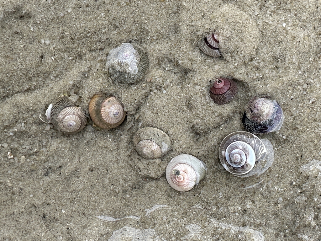 Sand Snail from Kinmen, Fujian, Taiwan on December 6, 2023 at 02:04 PM ...