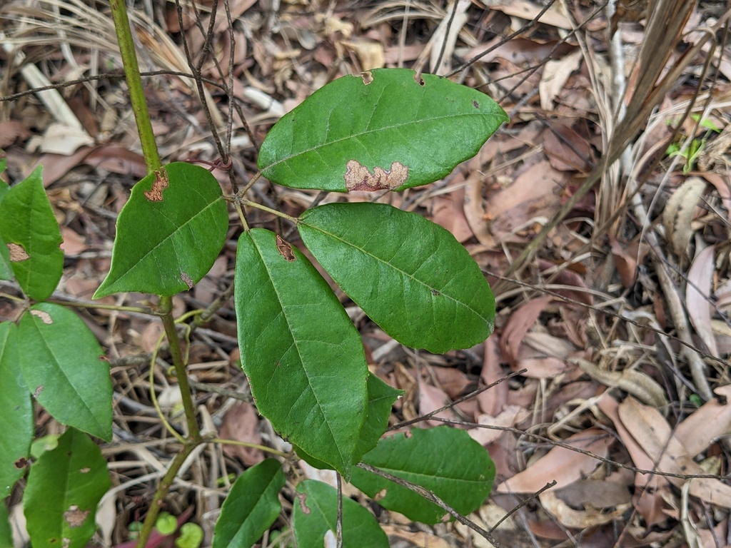 Five-Leaved Water Vine from Bonville NSW 2450, Australia on November 25, 2023 at 10:42 AM by ...