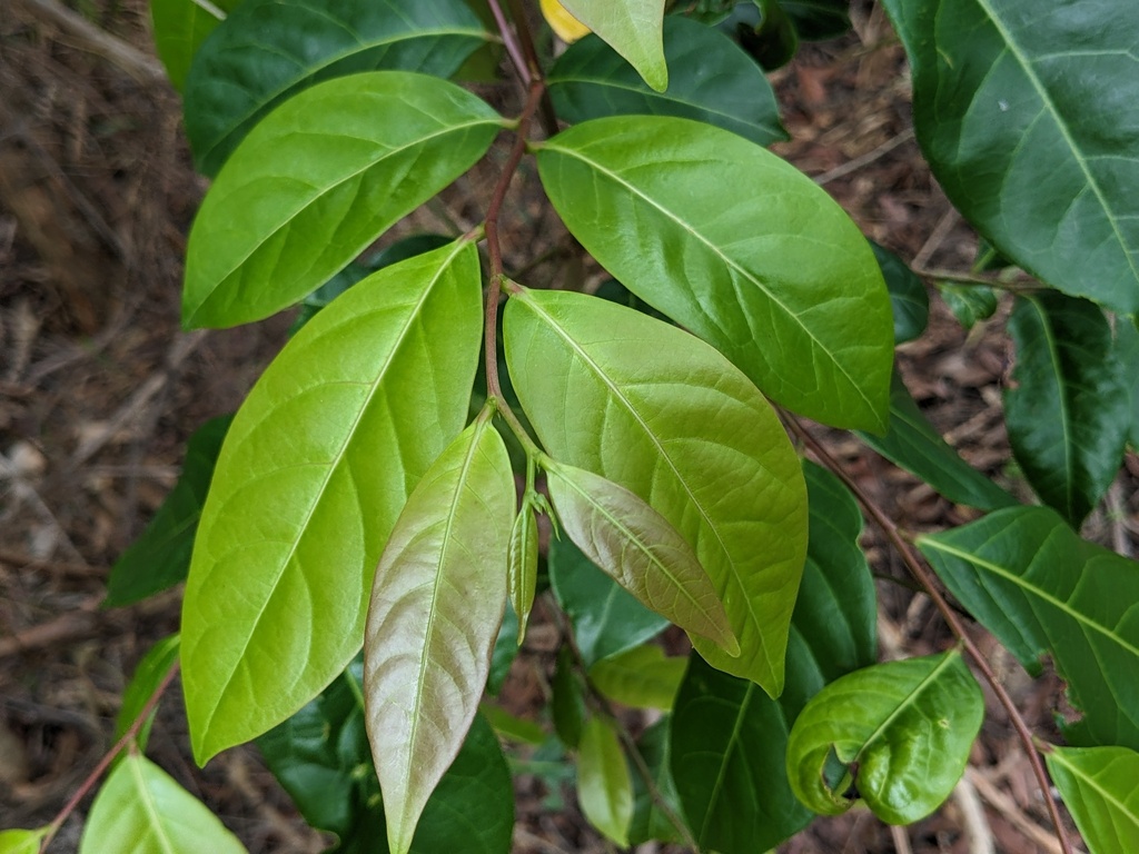 Cheese Tree from Bonville NSW 2450, Australia on November 25, 2023 at 10:43 AM by Nathanael ...