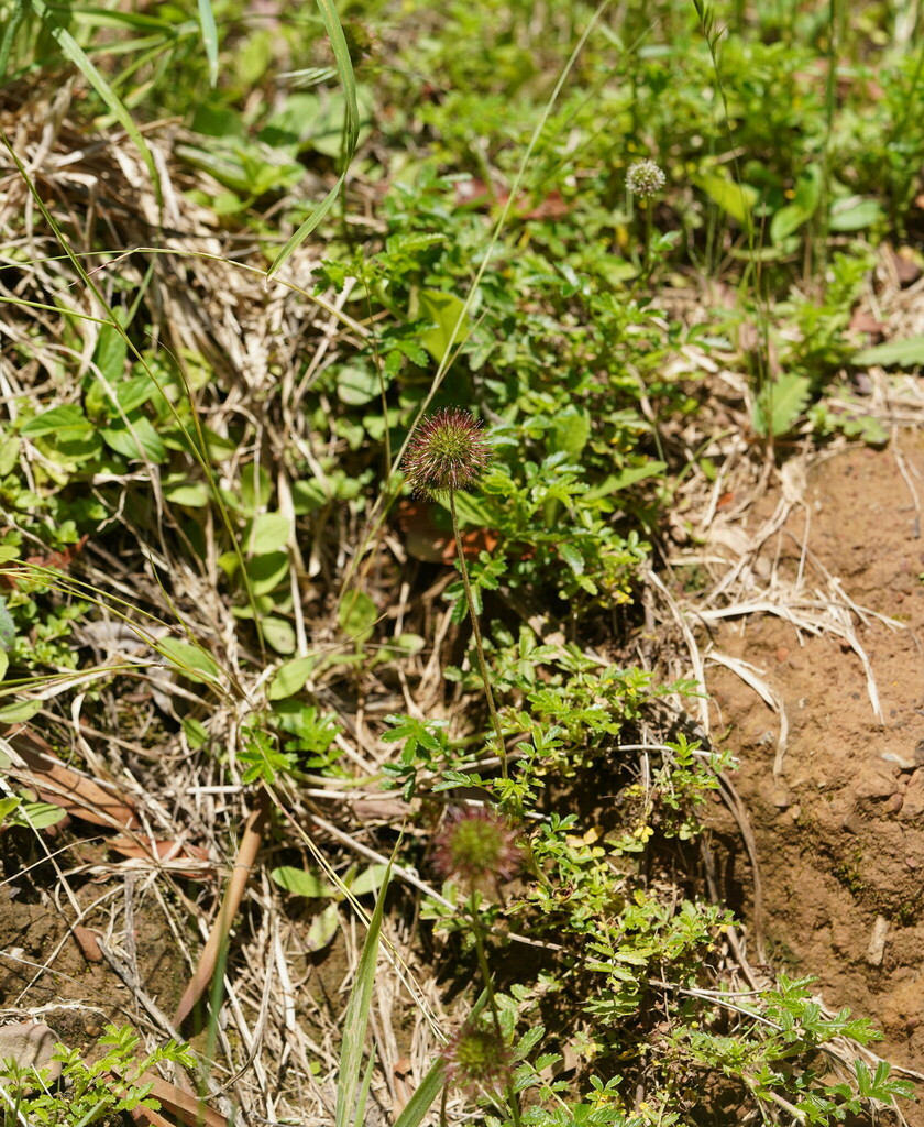 Biddy-biddy from Eildon VIC 3713, Australia on December 4, 2023 at 01: ...