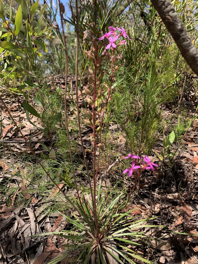 Grass Triggerplant from Blue Mountains National Park, Blue Mountains ...