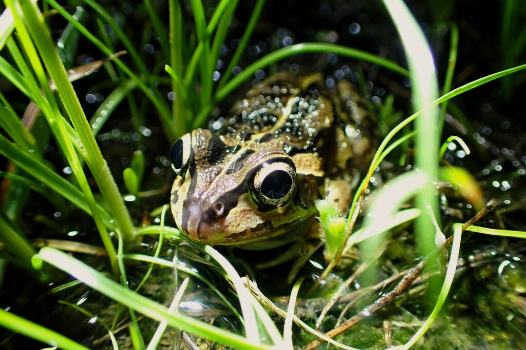 Short-footed Frog from Coominya QLD 4311, Australia on November 28 ...