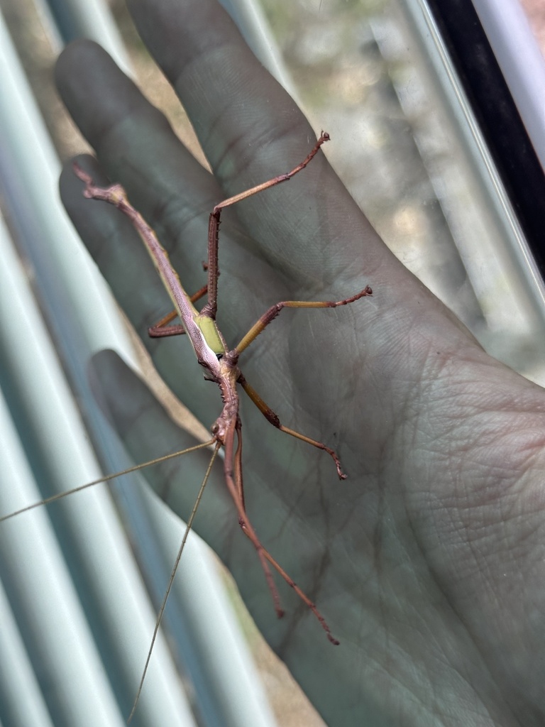 Red-winged Stick Insect from Pacific Motorway, Mount Gravatt, QLD, AU ...