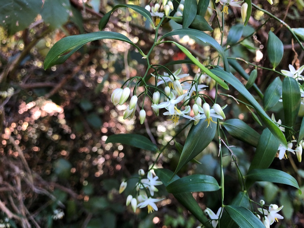 Climbing Lily from Brisbane QLD, Australia on December 6, 2023 at 02:12 ...